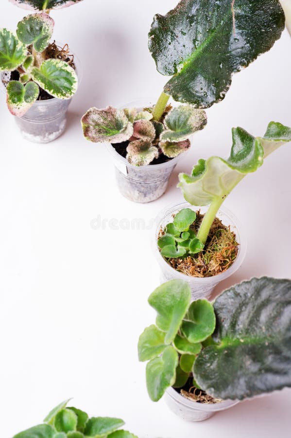 Saintpaulia African Violets Cutting with Sprouts Around White ...