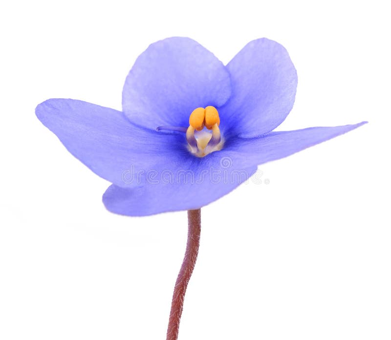 Saintpaulia stock photo. Image of plant, bloom, blossom - 73465260