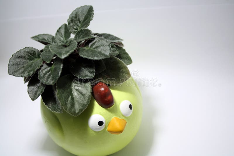 Saintpaulia in a Chicken-shaped Pot. Uzumbar Violet Stock Photo - Image ...