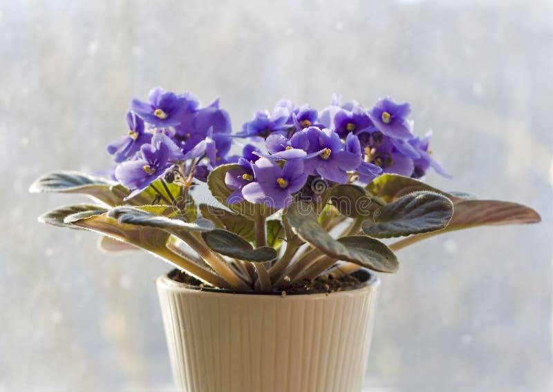 Saintpaulia - Violette Africaine Photo stock - Image du herbe, normal ...