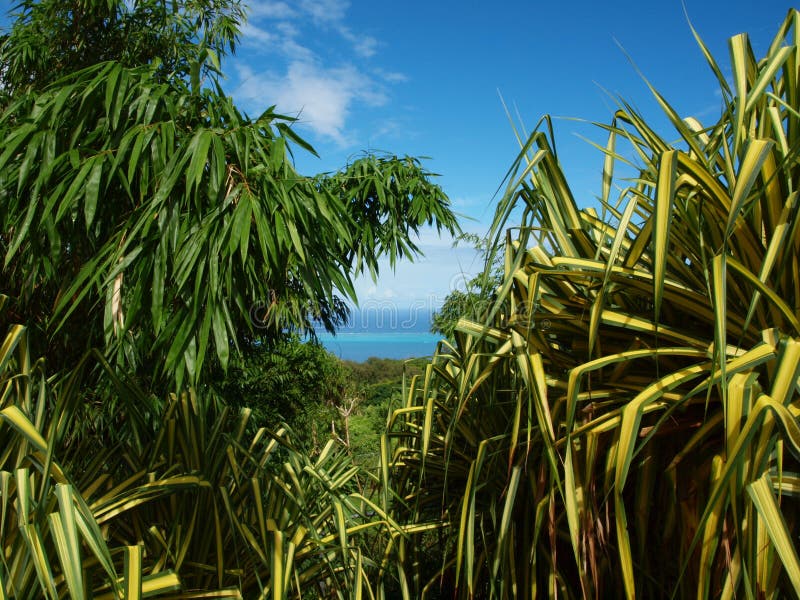 Blue Saipan sea stock photo. Image of birds, east, island - 9889712