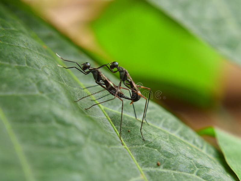 Saison D'accouplement Des Fourmis Volantes. Avec Fond Naturel Image ...