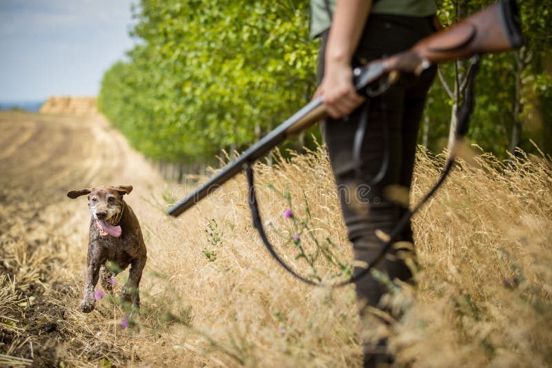 Chasse D'automne Pour Le Jeu De Champ Avec Un Chien Au Coucher Du ...