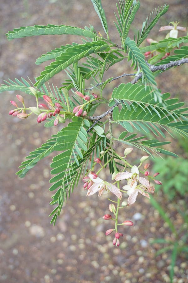 Arbre de tamarinier photo stock. Image du nature, mûr - 47028216