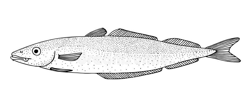 Saithe. Black Hand Drawn Realistic Outline Vector Image. Stock Vector ...