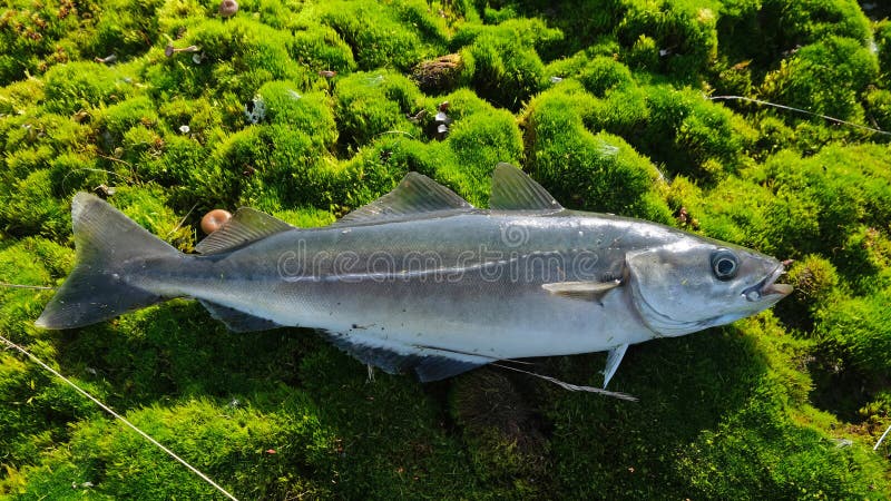 Saithe Pollachius Virens Norway Stock Photos - Free & Royalty-Free ...