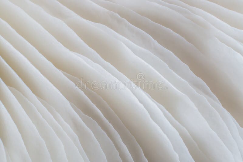 Sajor-caju Mushroom stock image. Image of color, healthy - 82204663