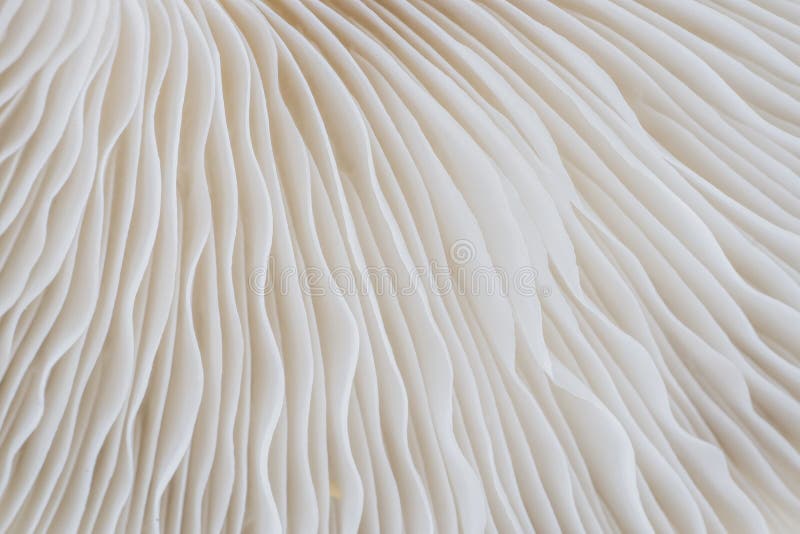 Sajor-caju mushroom stock photo. Image of healthy, abstract - 82262800