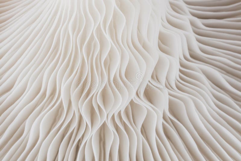 Sajor-caju mushroom stock image. Image of freshness, color - 82262937