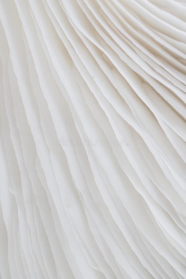 Sajor-caju mushroom stock photo. Image of edible, macro - 82264012