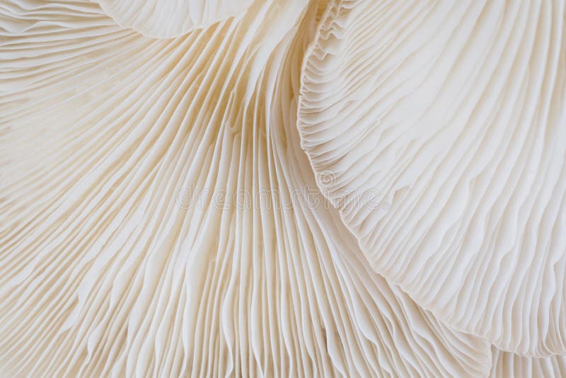 Sajor-caju mushroom stock image. Image of healthy, abstraction - 82265131