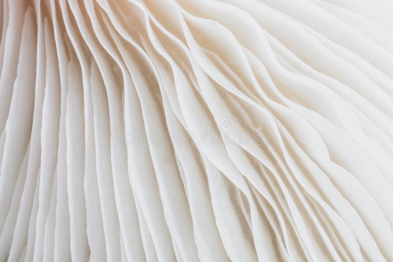 Sajor-caju mushroom stock photo. Image of fresh, lined - 82269890