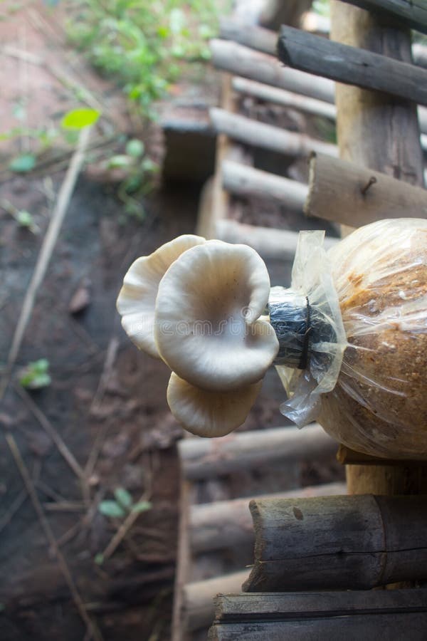 Sajor-caju Mushroom at Mushroom Farm, Thailand Stock Photo - Image of ...