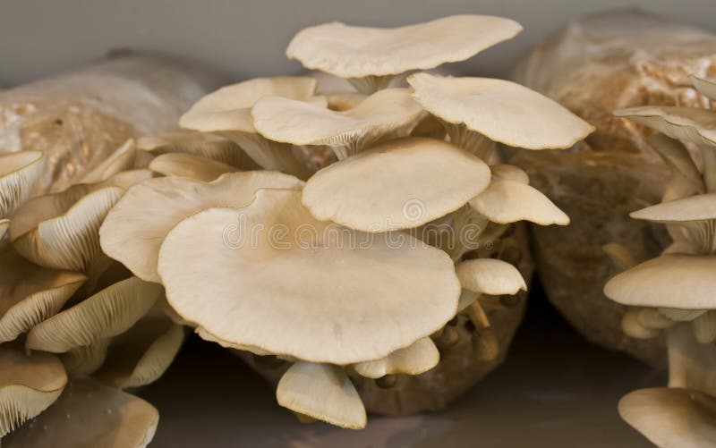 Sajor-caju Mushroom with Mushroom Kit Stock Photo - Image of dining ...