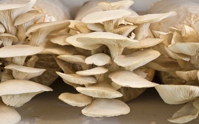 Sajor-caju Mushroom with Mushroom Kit Stock Image - Image of prepare ...