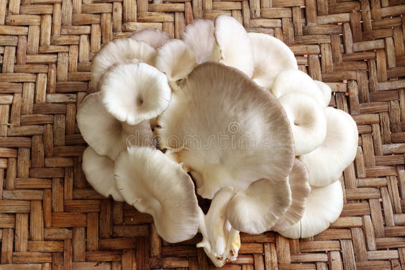Sajor-caju Mushrooms stock image. Image of caju, diet - 57094157