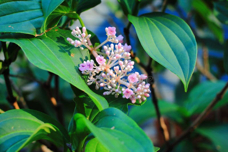 Combretum Quadrangulare Kurz Red Boutique Flower Stock Image - Image of ...
