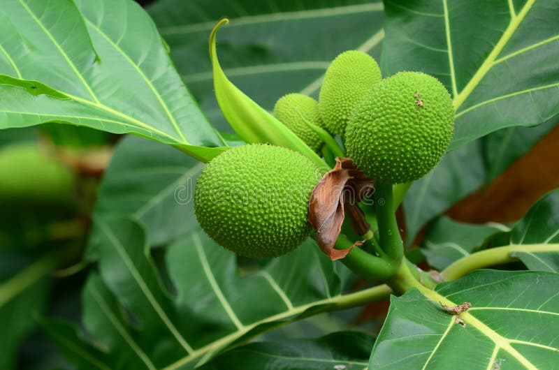 Bread Fruit, Bread Nut stock photo. Image of chinese - 108833216
