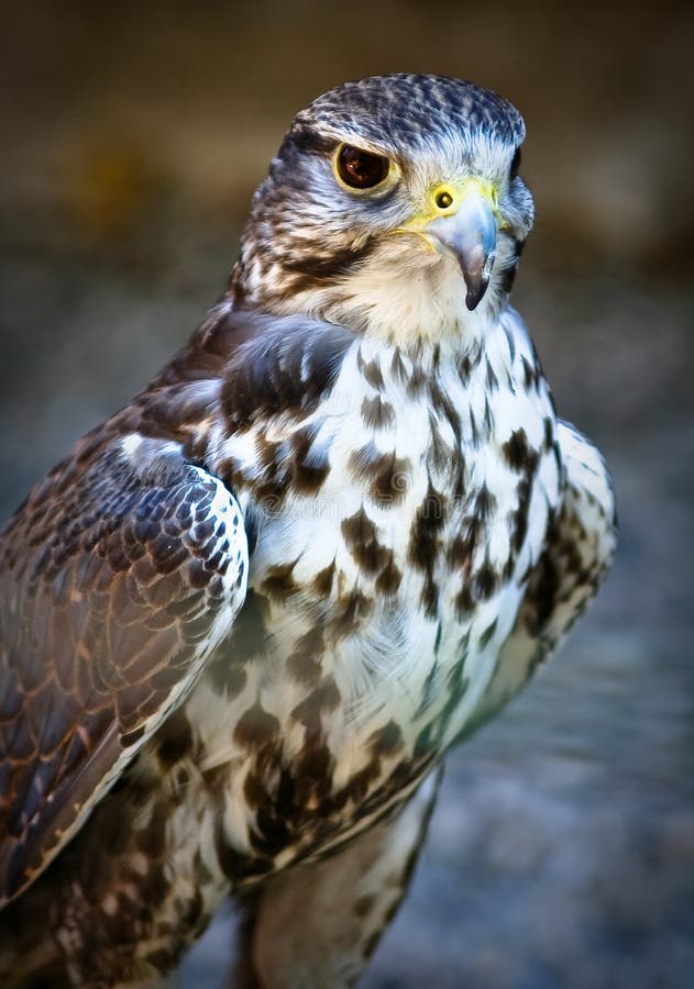 Saker Falcon stock photo. Image of buzzard, gaze, beauty - 12739846
