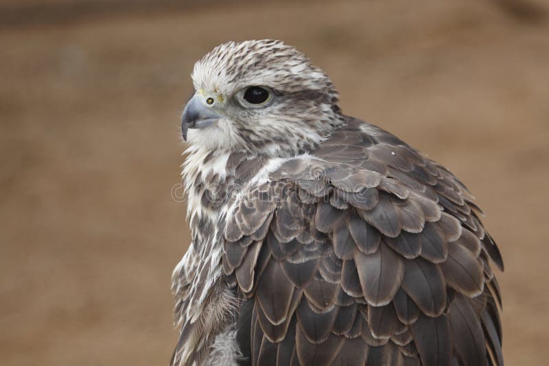 Saker falcon stock photo. Image of bird, predator, falco - 16481232