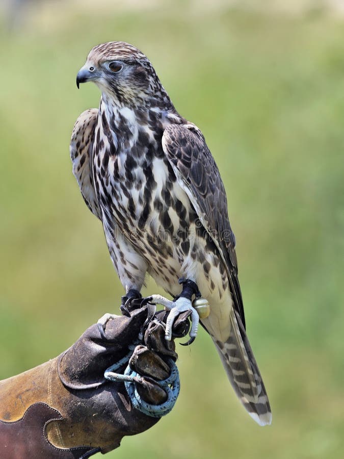 Falconry Anklet Stock Photos - Free & Royalty-Free Stock Photos from ...