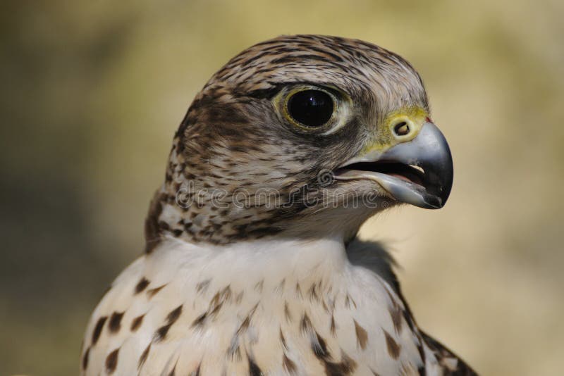Saker Falcon stock image. Image of beauty, black, beautiful - 24188985