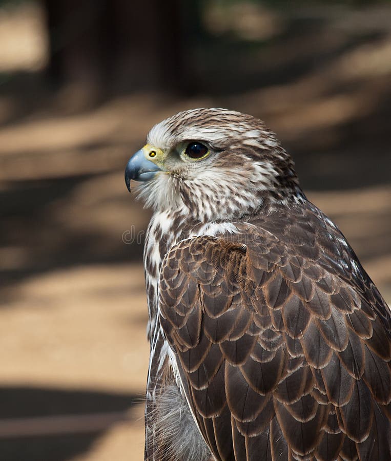 Saker Falcon stock photo. Image of predator, bird, flight - 26106452