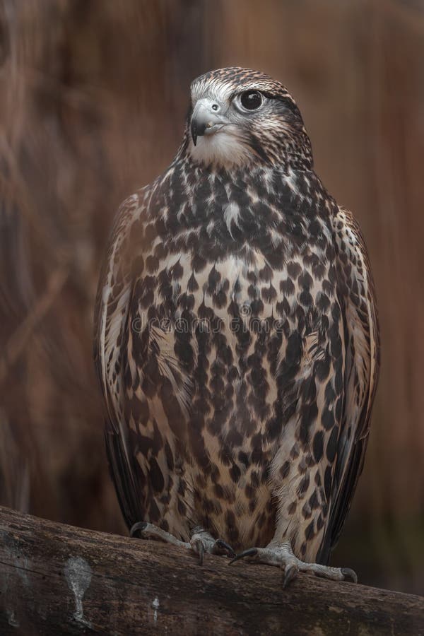 Saker falcon stock photo. Image of face, black, hawk - 269864176