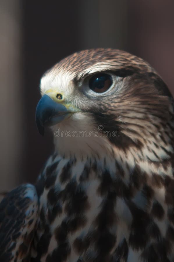 Saker Falcon Picture. Image: 29232863
