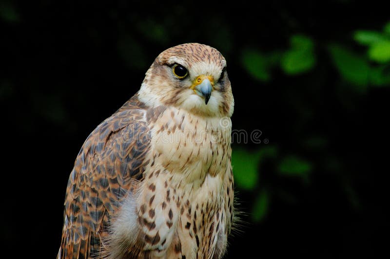 Saker Falcon Picture. Image: 6467532