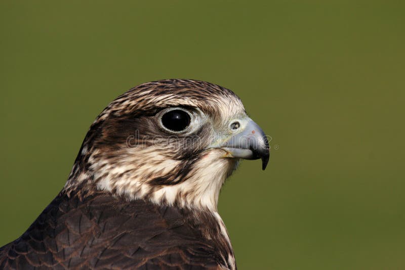 Saker falcon stock image. Image of catch, large, eyes - 7079263