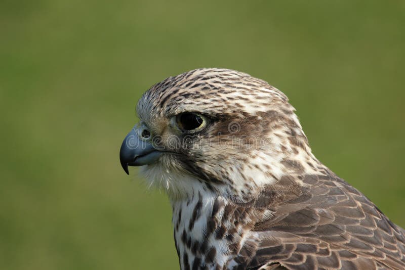 Saker Falcon stock photo. Image of beak, falcon, close - 7093168