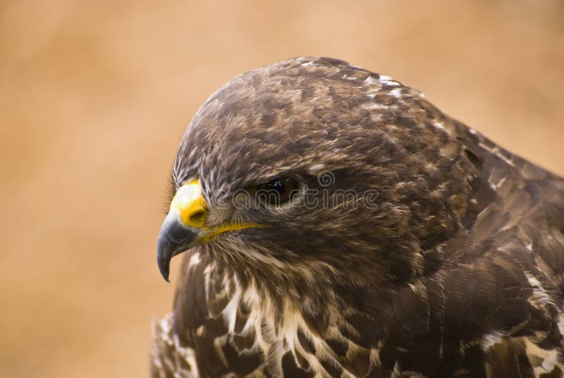 Saker Falcon stock image. Image of wild, closeup, wildlife - 7615513