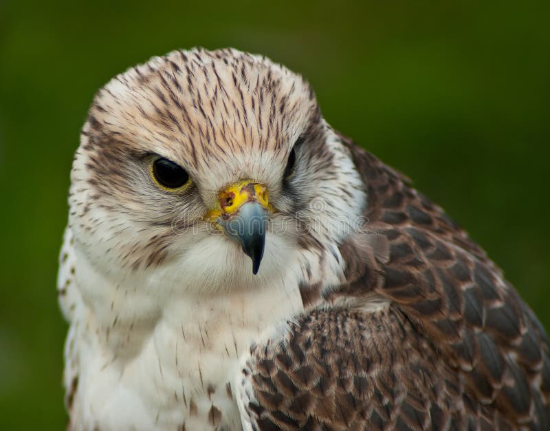 Saker Falcon stock image. Image of bird, falconry, royal - 9461897