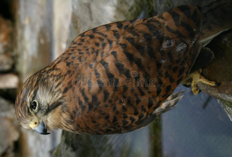 Saker falcon stock image. Image of reddish, color, rare - 31501513