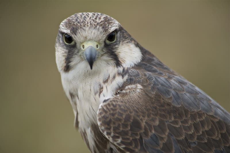 Saker Falcon stock image. Image of bill, falcon, falconry - 30337745