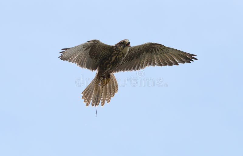 Saker Falcon stock photo. Image of hawk, grey, feather - 19528966