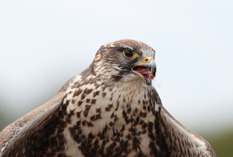 Saker Falcon stock photo. Image of hawk, grey, feather - 19528966
