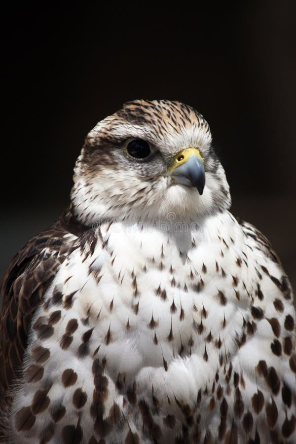 Saker falcon stock image. Image of brown, predator, saker - 105940819