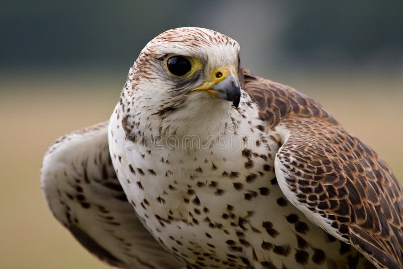 Saker falcon face stock photo. Image of beak, saker, closeup - 8261586