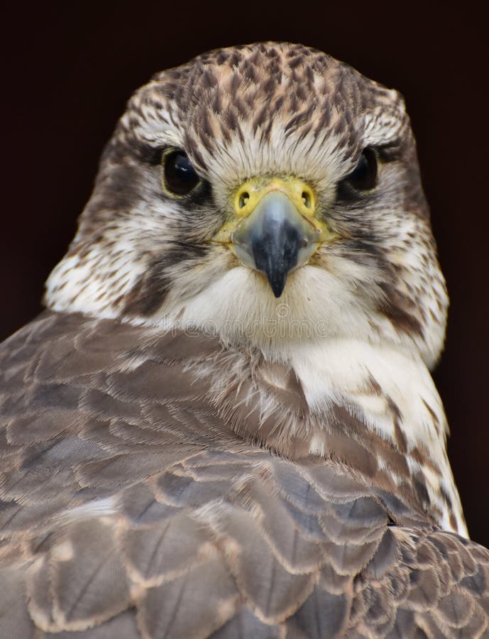 Saker Falcon Falco cherrug stock photo. Image of wildlife - 110681012