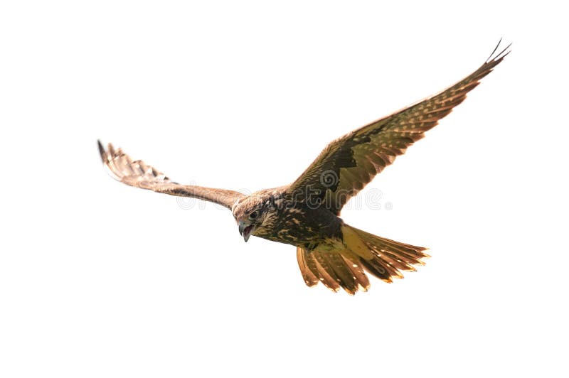 Flying a Saker Falcon Falco Cherrug during a Falconry Experience. Stock ...