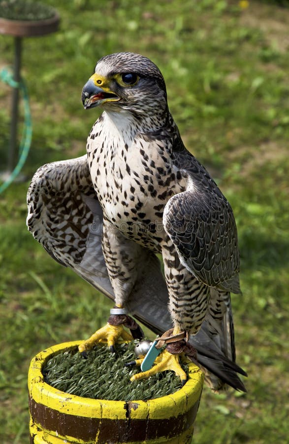 Saker Falcon, Falco Cherrug Stock Photo - Image of hunter, hawk: 30862442