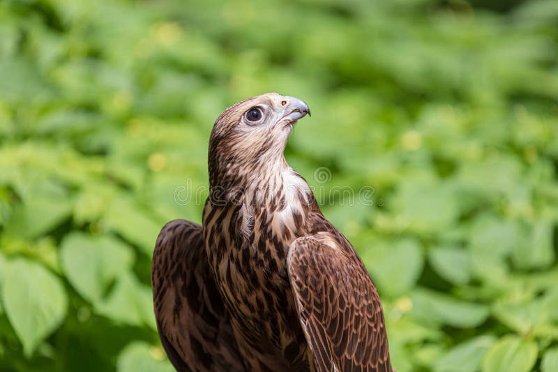 The Saker Falcon in a Forest Stock Photo - Image of bird, predator ...