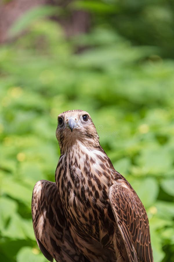 The Saker Falcon in a Forest Stock Image - Image of falconry, saker ...