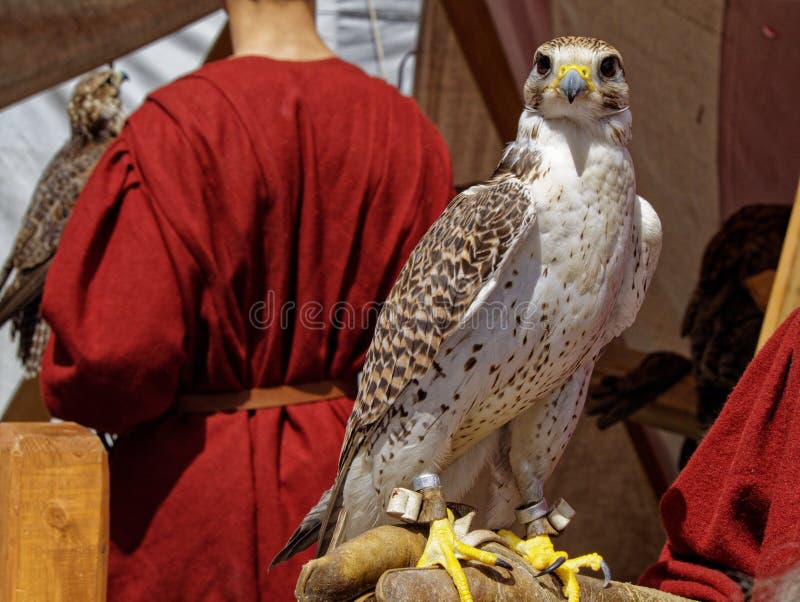 A Saker Falcon on a Gloved Hand Stock Image - Image of hunt, brown ...