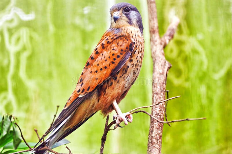 Saker falcon stock image. Image of cherrug, habitat, endangered - 57933189