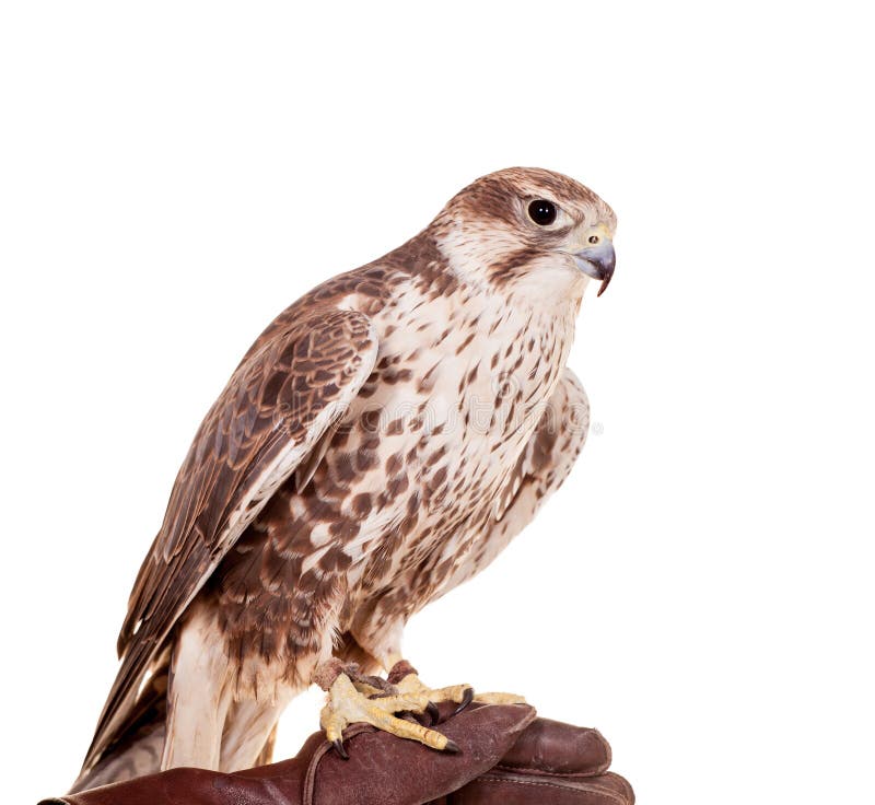 Saker Falcon Isolated on White Stock Image - Image of predatory ...