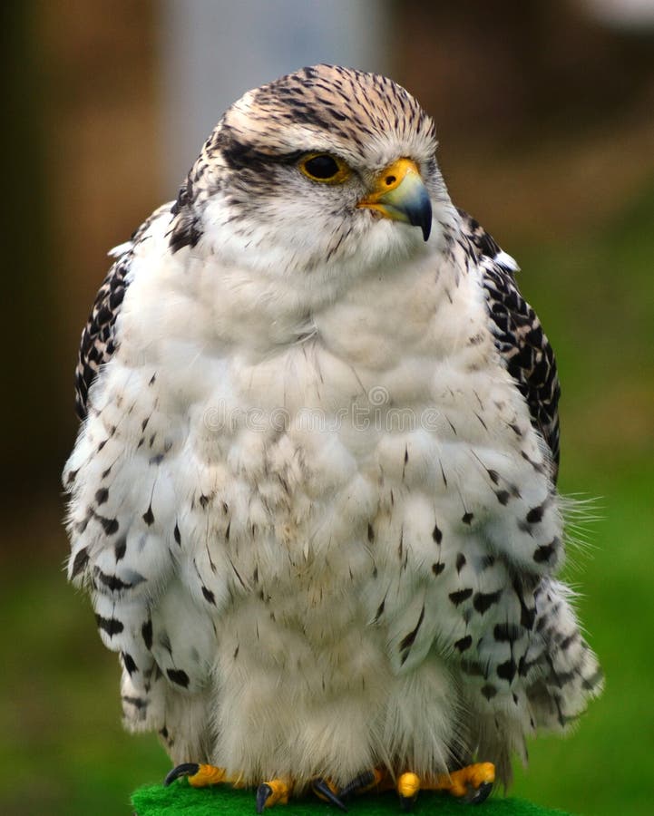 Saker falcon on perch stock photo. Image of nature, talons - 58858400