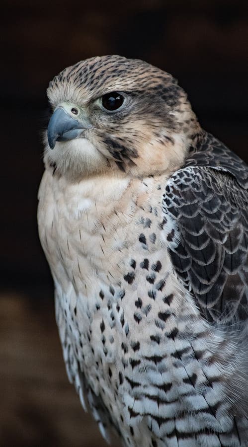 Saker Falcon Resting on His Perch Stock Image - Image of falcon ...